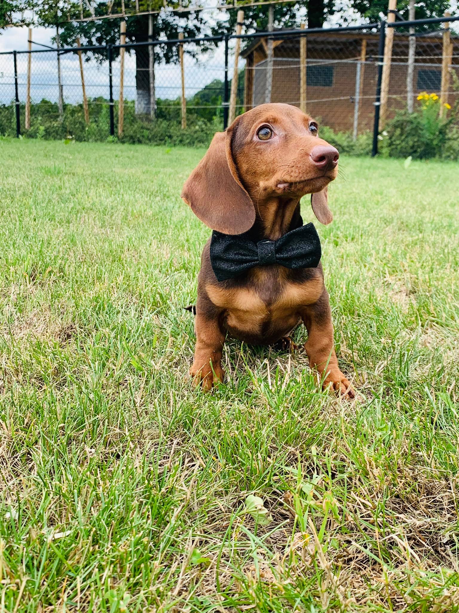 Teckel pup - Felicanis Hondenkennel