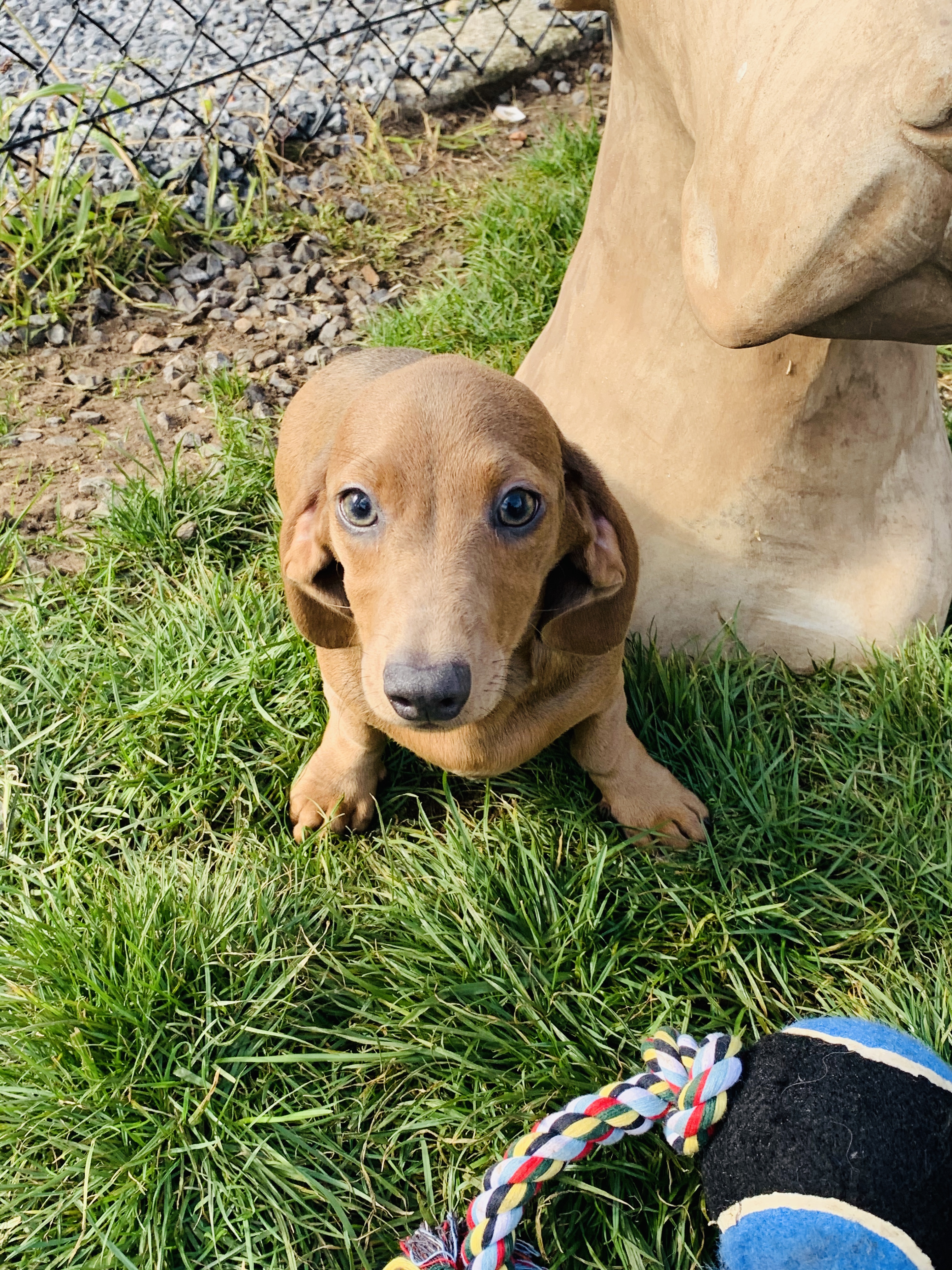 Teckel pup - Felicanis Hondenkennel